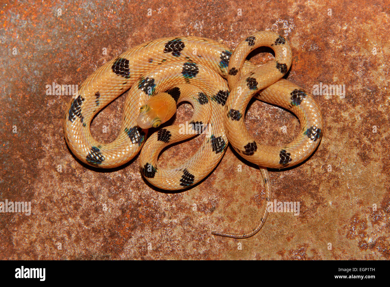 Tiger snake hi-res stock photography and images - Alamy