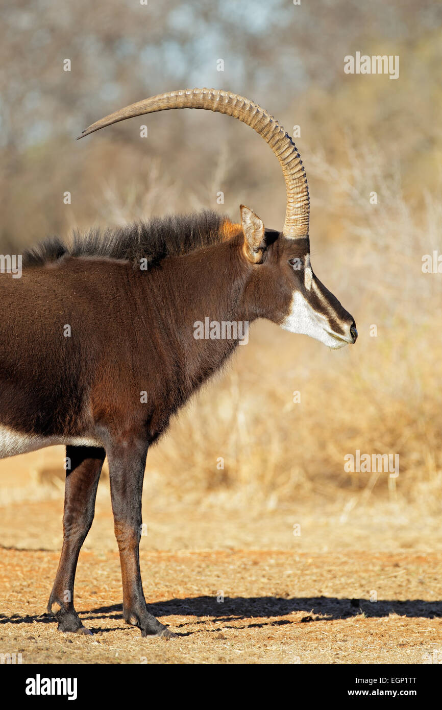 Male sable antelope (Hippotragus niger) with magnificent horns, South ...