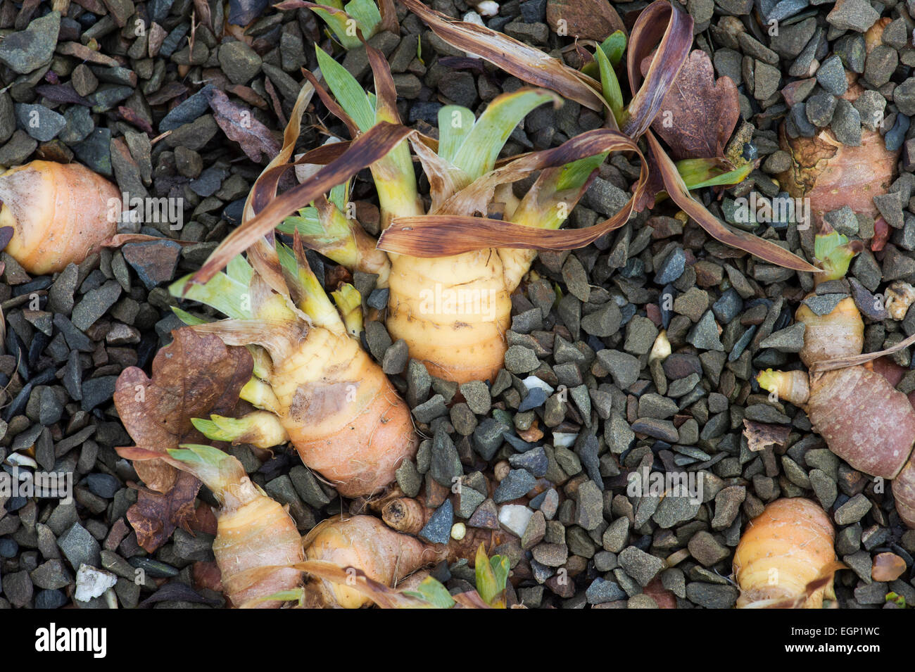 Tubers and roots hi-res stock photography and images - Alamy