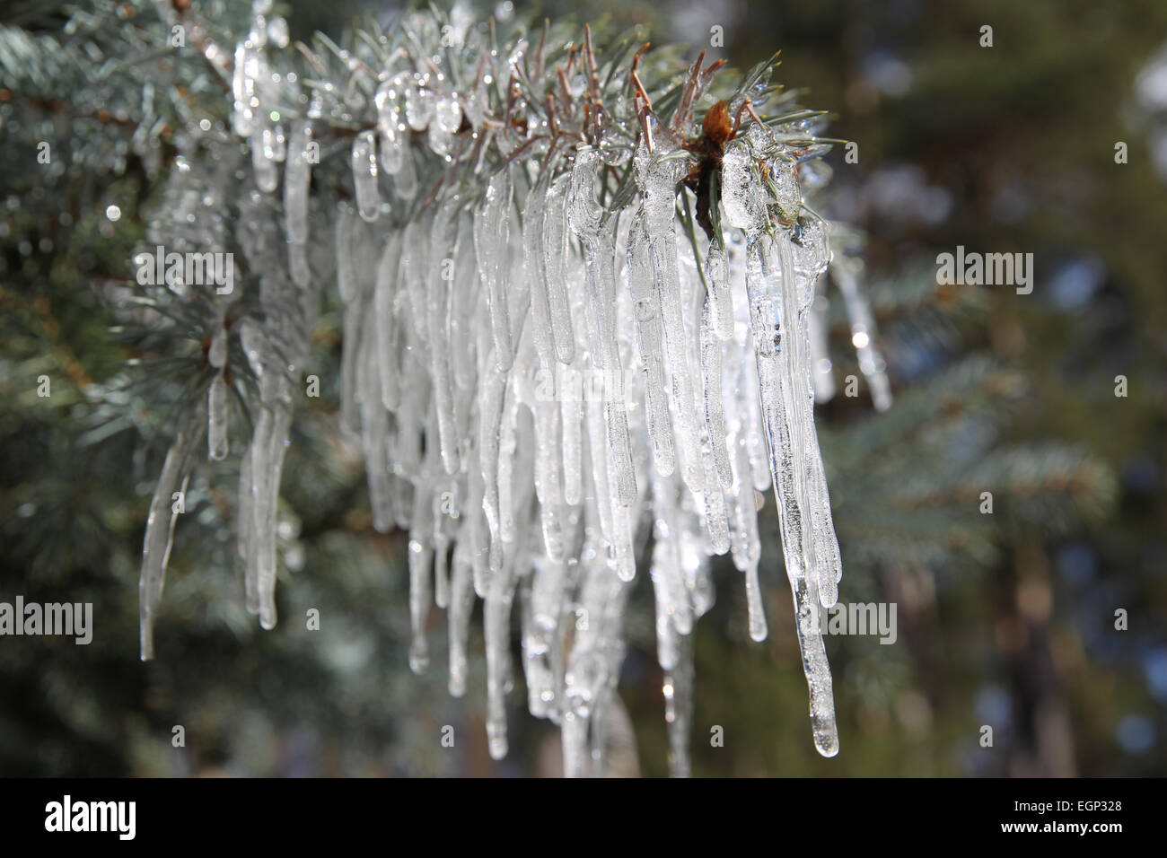 Branches of blue spruce in icicles from the rain Stock Photo - Alamy