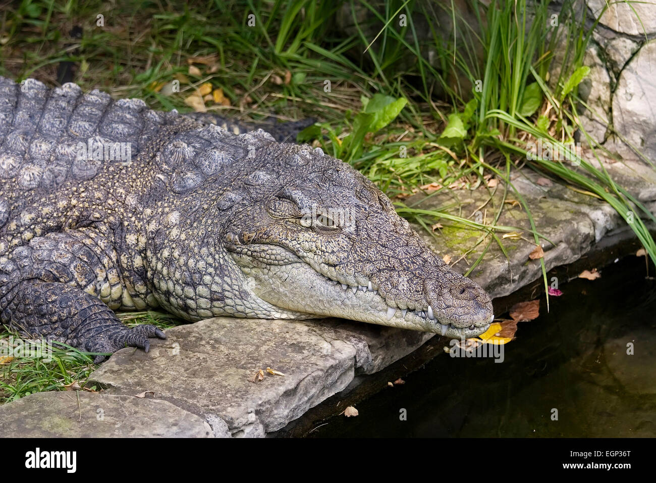 Portrait of a crocodile Stock Photo - Alamy