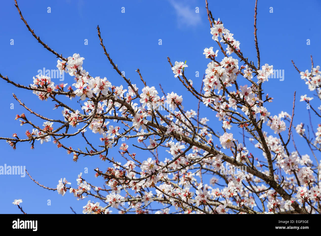 Beautiful cherry blossoms on a warm and sunny spring day Stock Photo ...