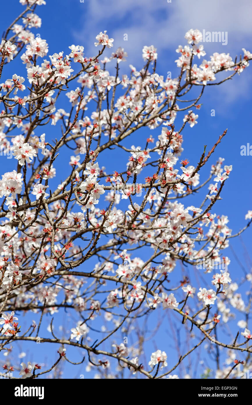 Beautiful cherry blossoms on a warm and sunny spring day Stock Photo ...