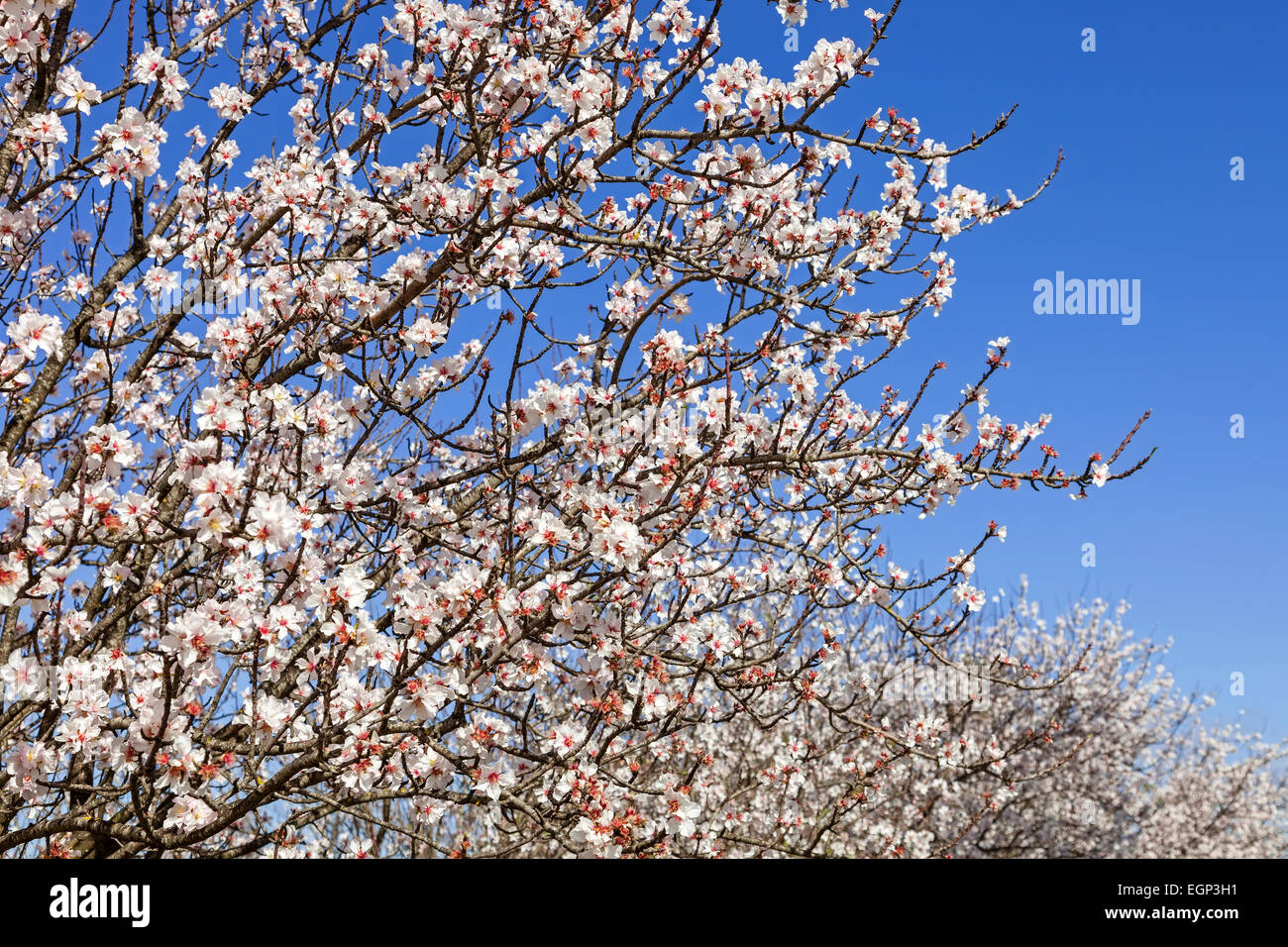 Beautiful cherry blossoms on a warm and sunny spring day Stock Photo ...