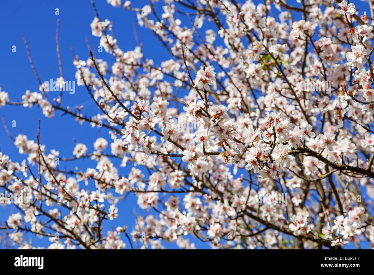 Beautiful cherry blossoms on a warm and sunny spring day Stock Photo ...