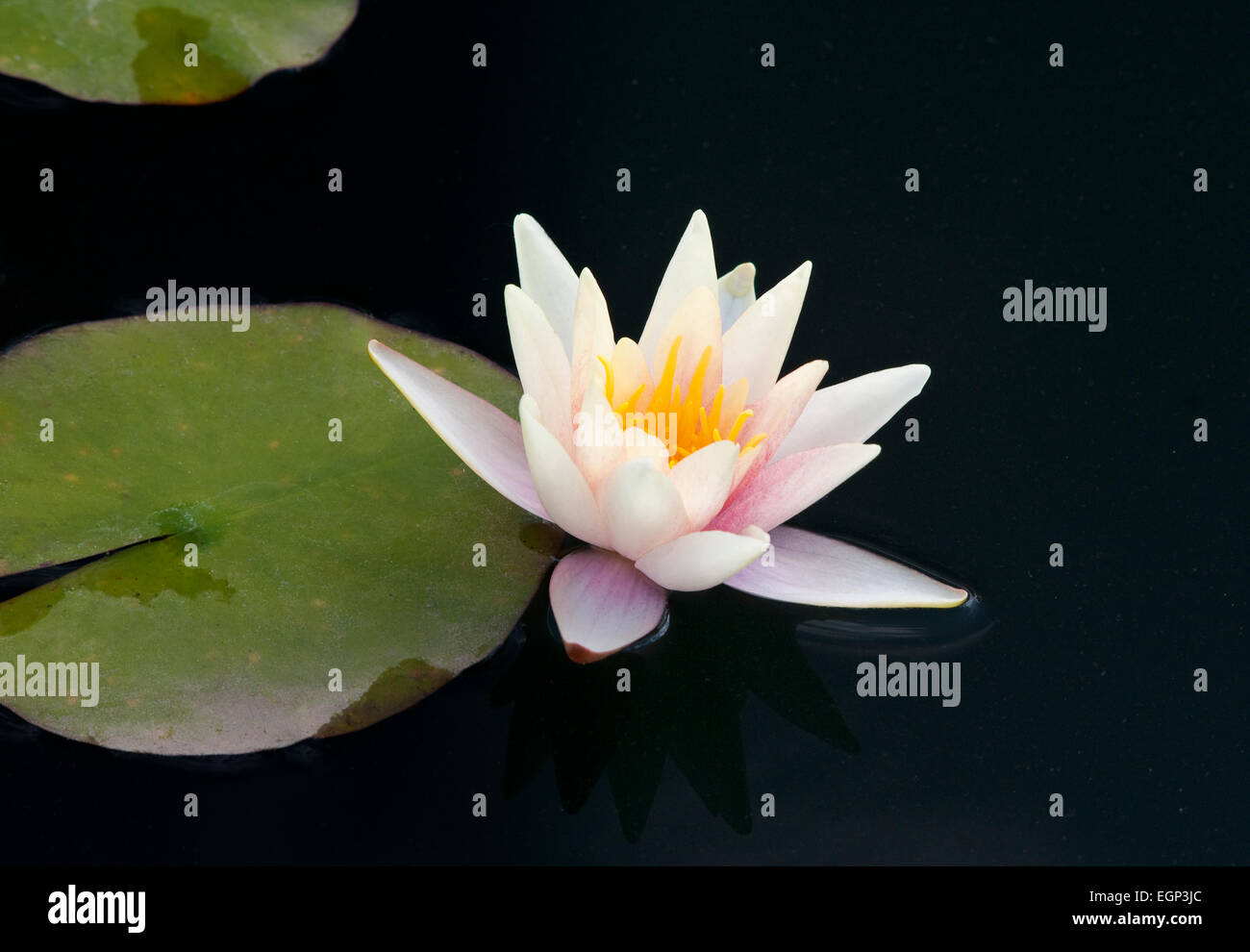 HARDY WATERLILY - NYMPHAEA 'SIOUX' Stock Photo - Alamy