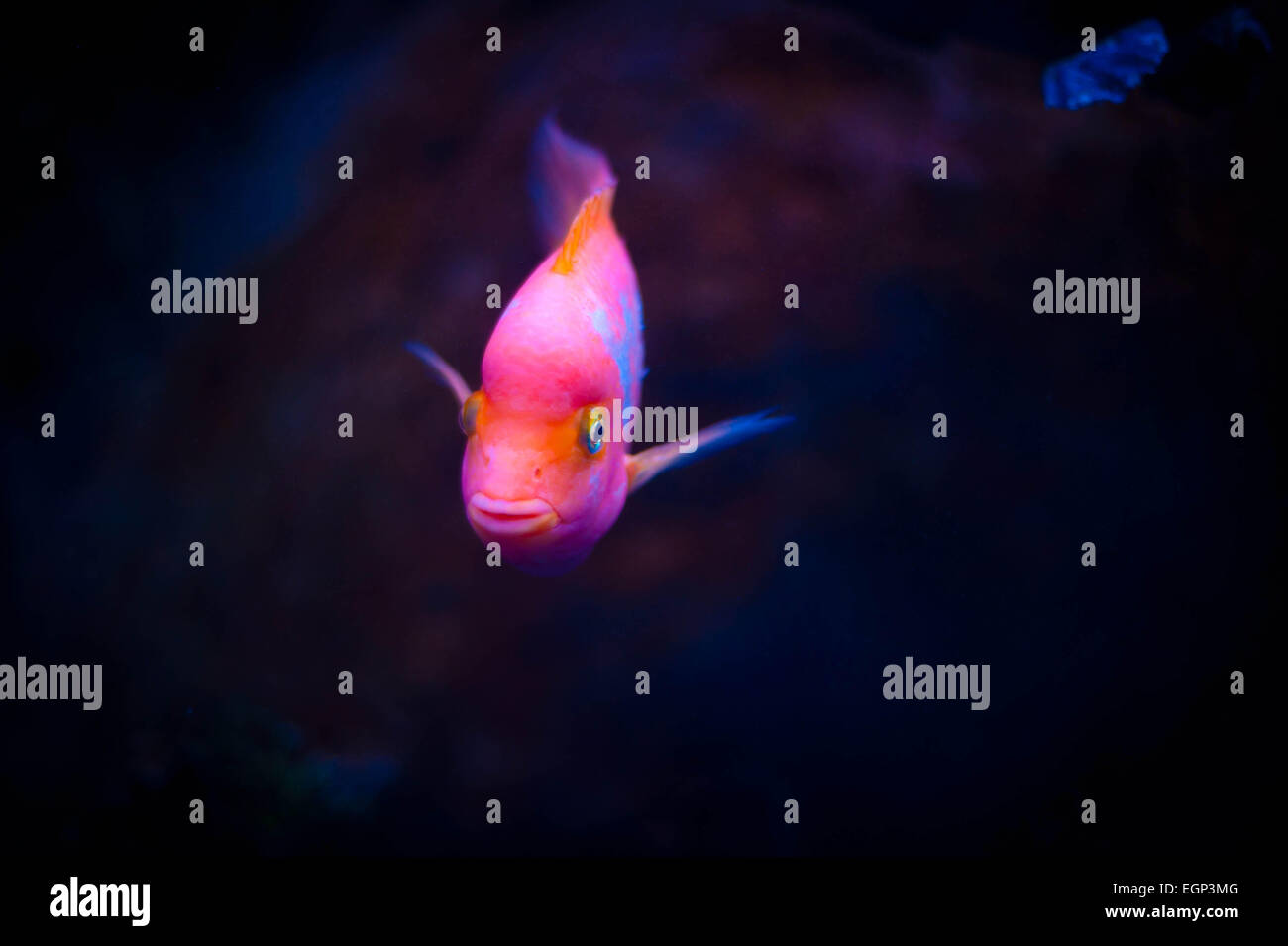 Fish in aquarium, Beijing Stock Photo - Alamy
