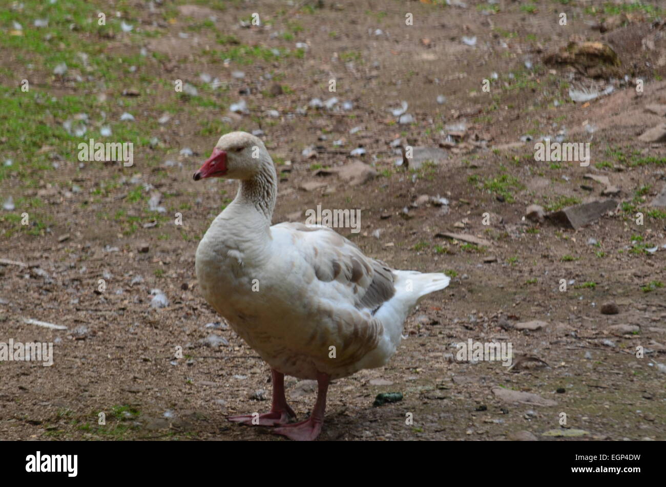 American buff goose hi-res stock photography and images - Alamy