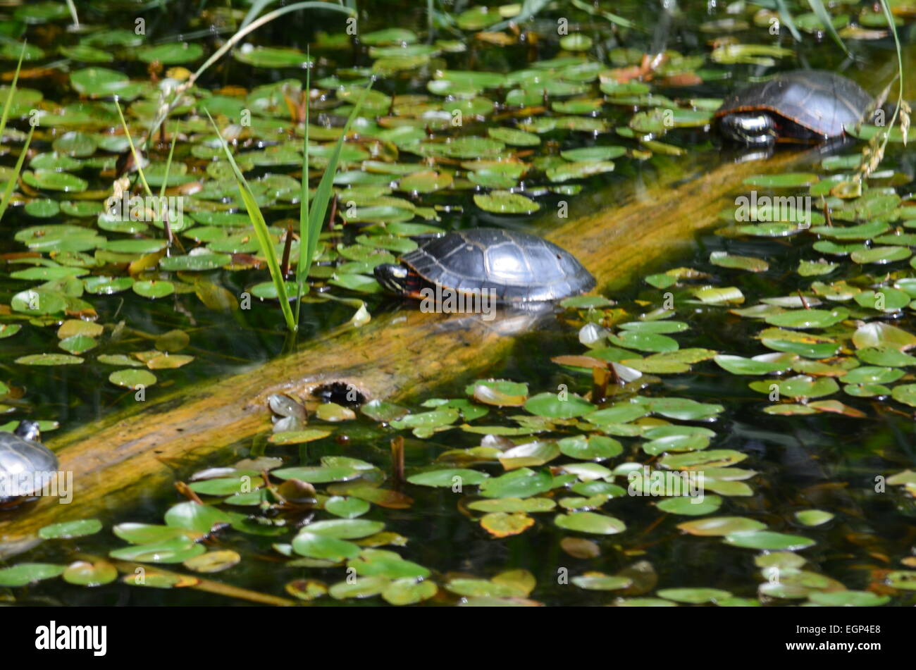 Turtles on a log hi-res stock photography and images - Alamy