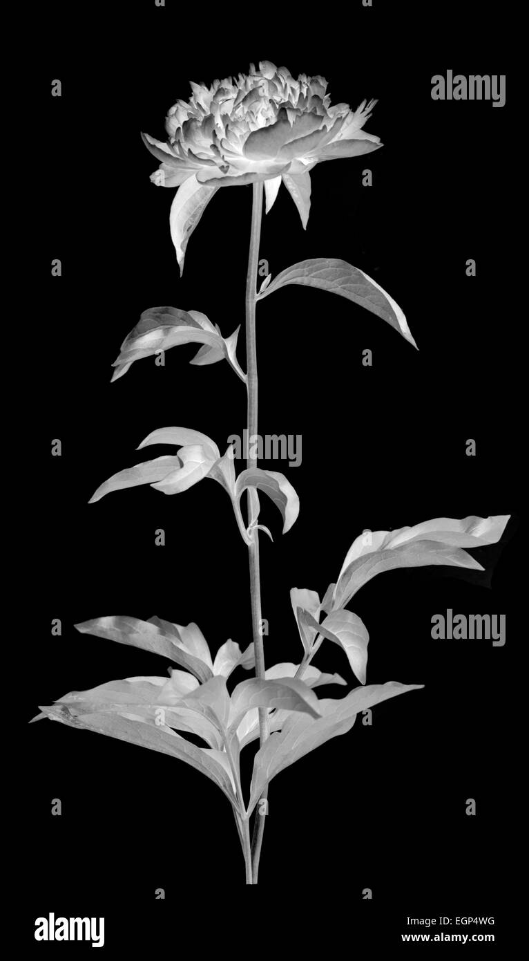 Negative flower photos Stock Photo - Alamy