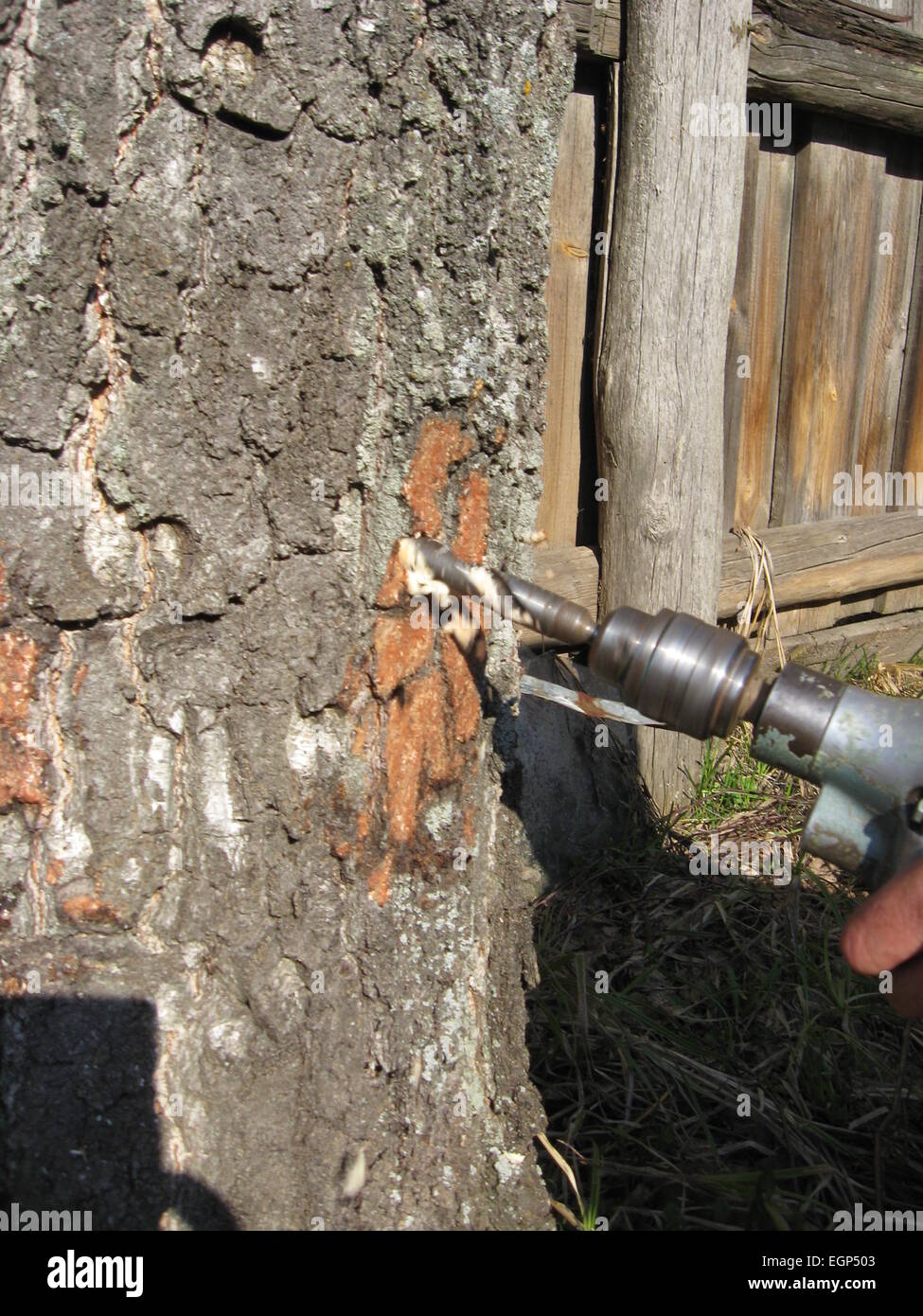 Birch juice hi-res stock photography and images - Alamy