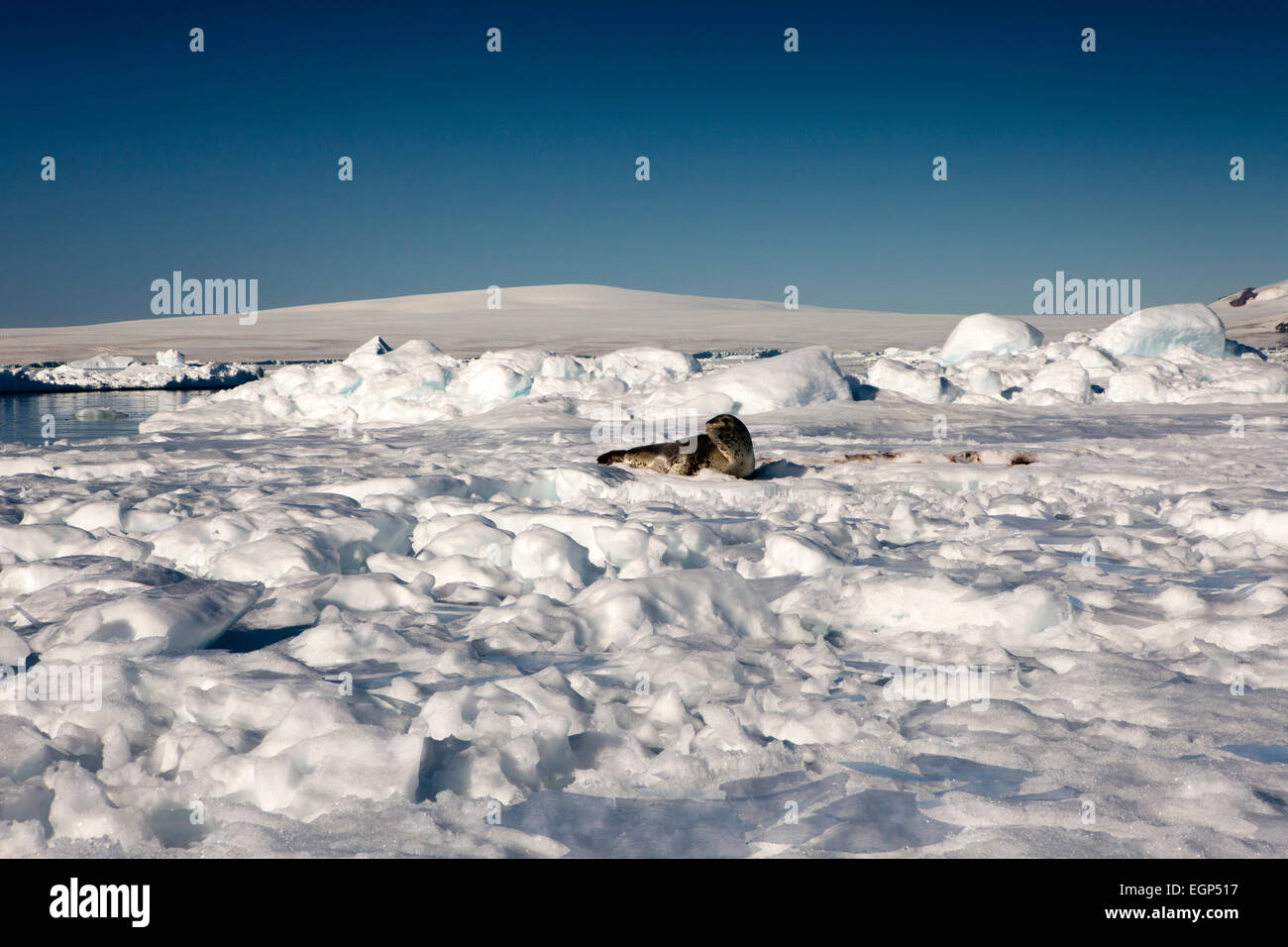 Antarctica, Weddell Sea, Weddell Seal, Leptonychotes weddellii resting ...