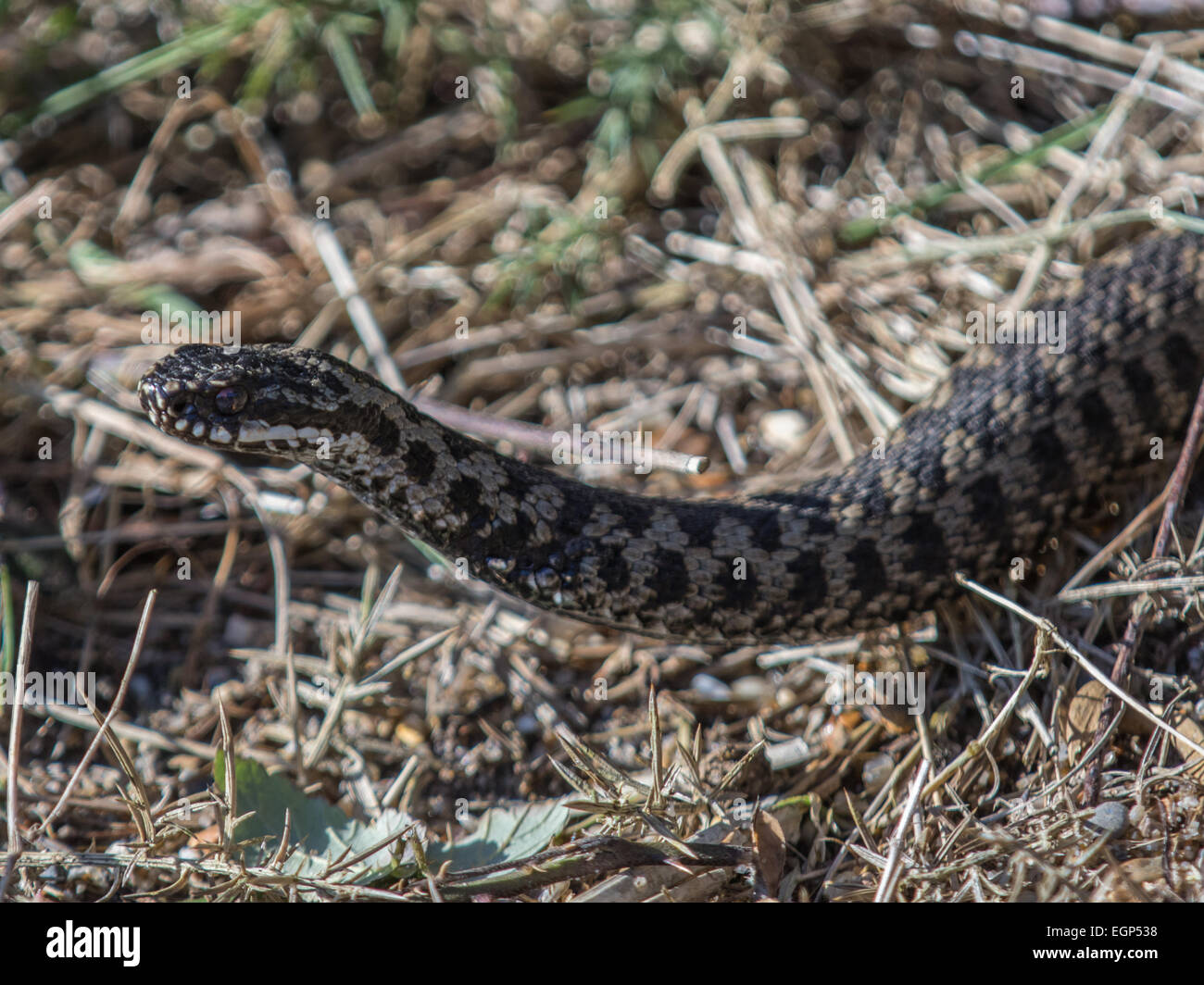 First Adder of the year in February, Spring Stock Photo - Alamy