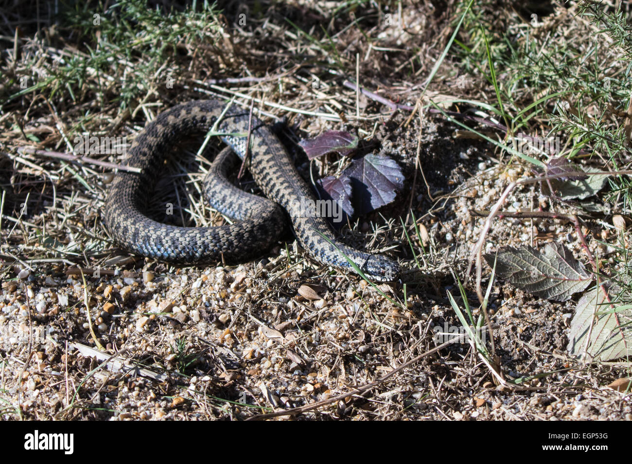 First Adder of the year in February, Spring Stock Photo - Alamy