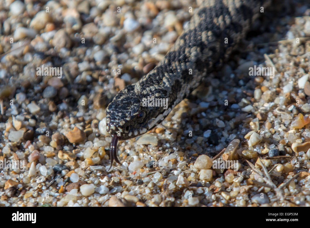 First Adder of the year in February, Spring Stock Photo - Alamy