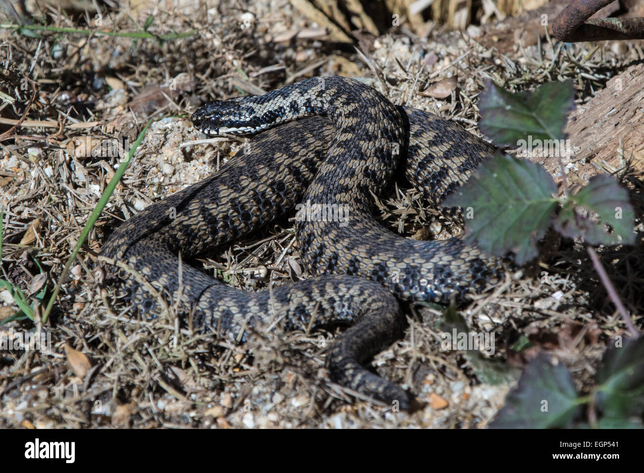 First Adder of the year in February, Spring Stock Photo - Alamy