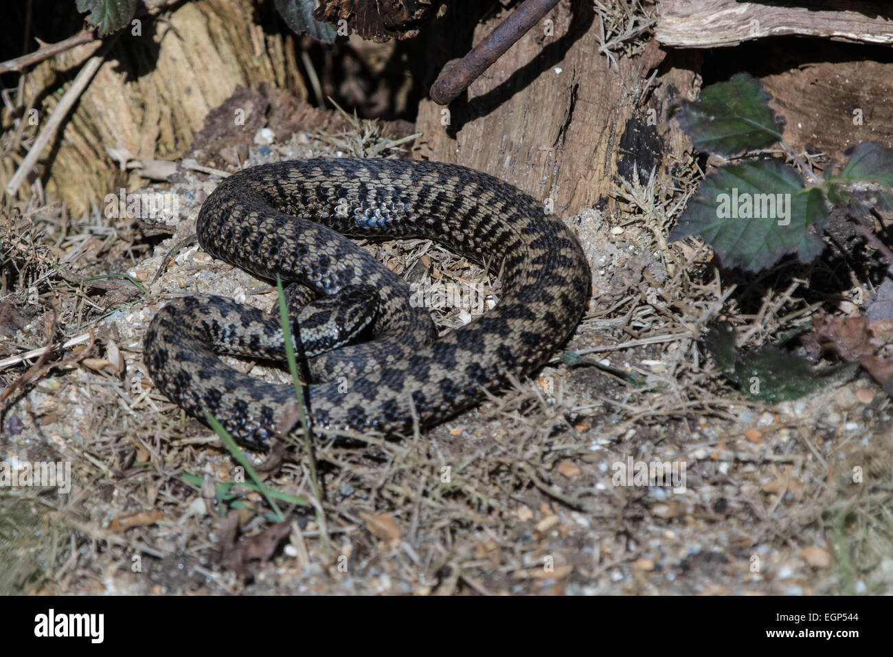 First Adder of the year in February, Spring Stock Photo - Alamy