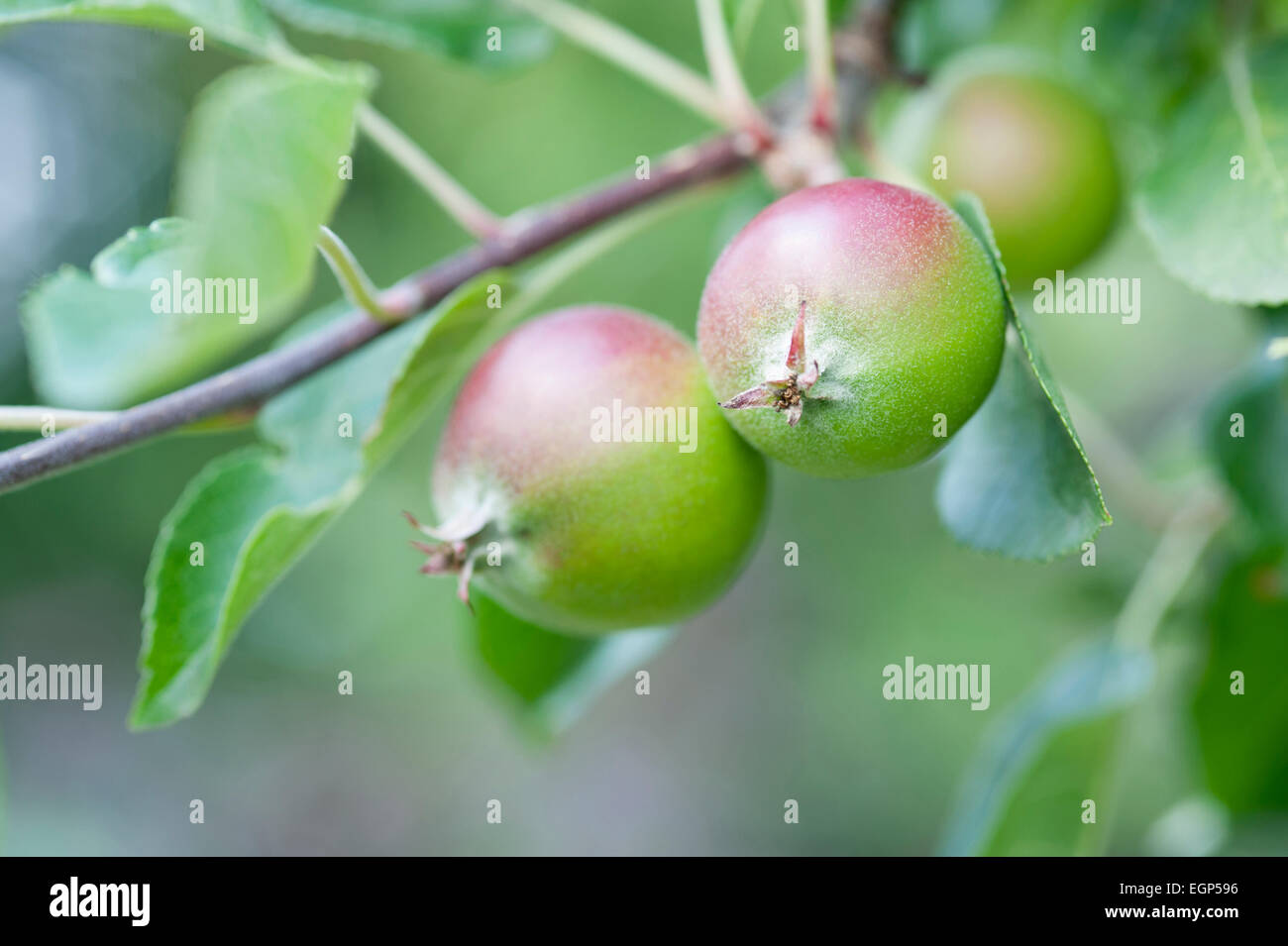 Apple, Malus domestica 'Fiesta'. Close view of two small apples forming ...