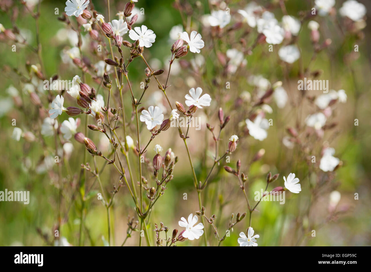 Campion, Lychnis flos-jovis. Side view of many slender stems with white ...