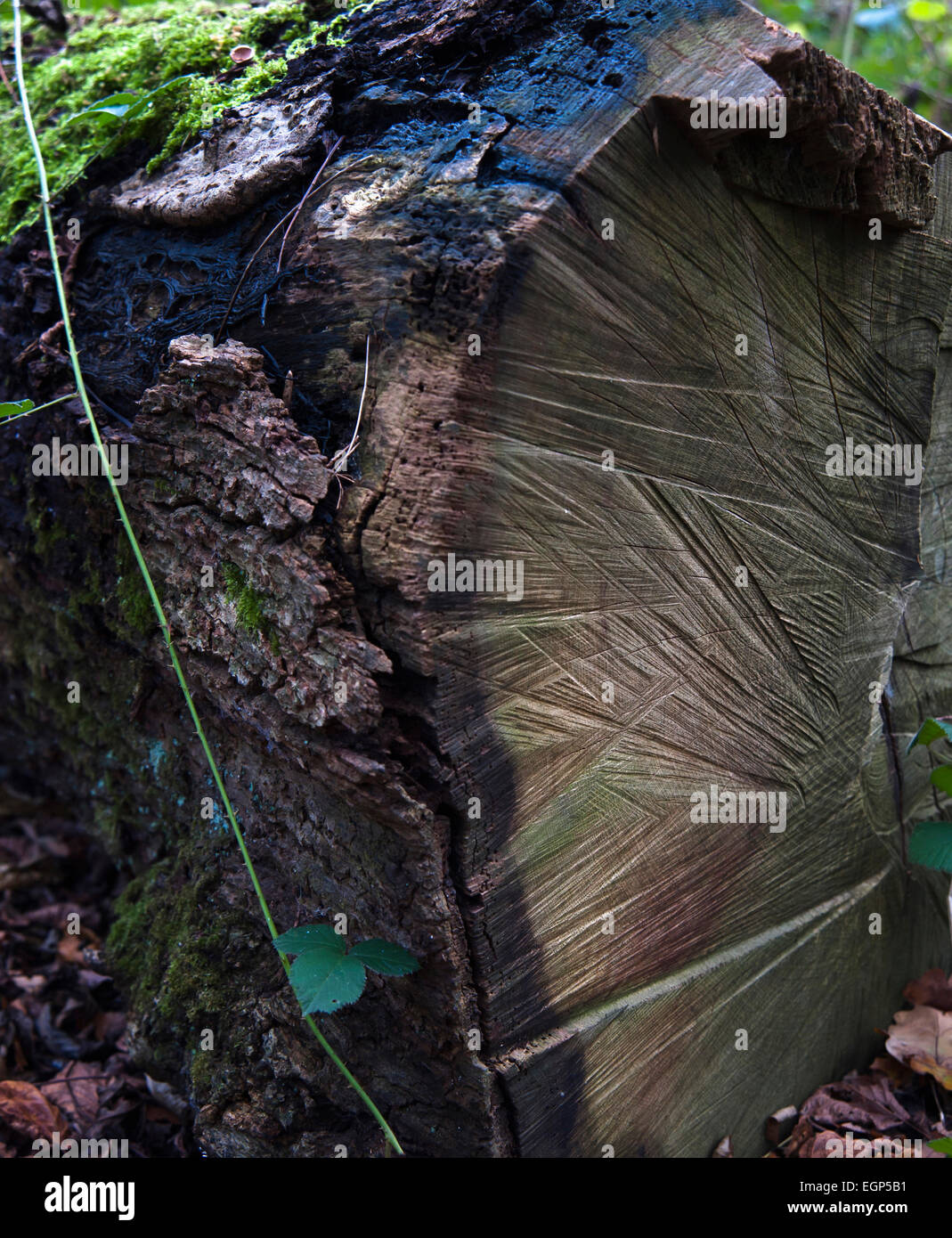 Close view of sawn tree trunk showing the saw's marks and woodworm ...
