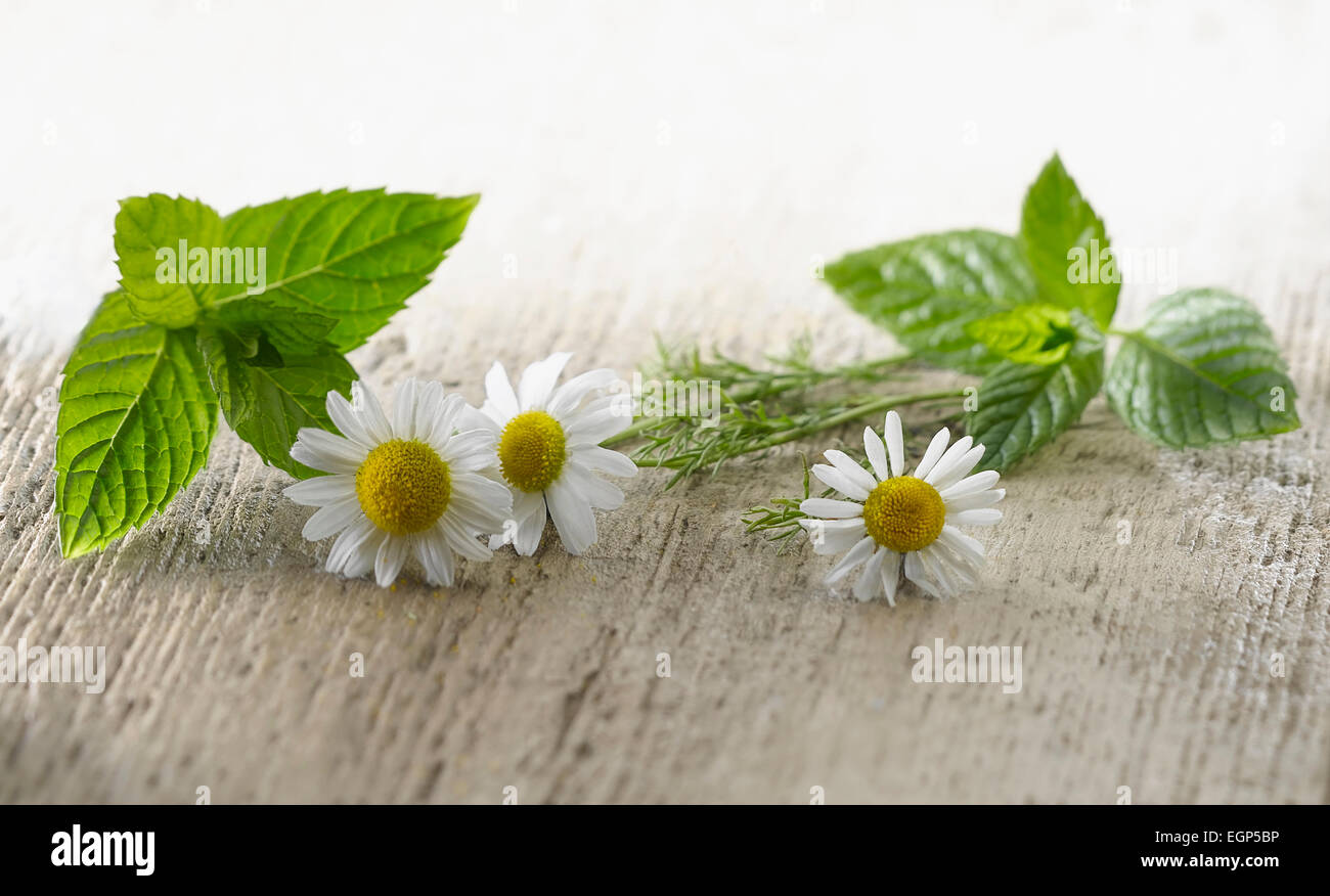 Chamaemelum nobile hi-res stock photography and images - Alamy