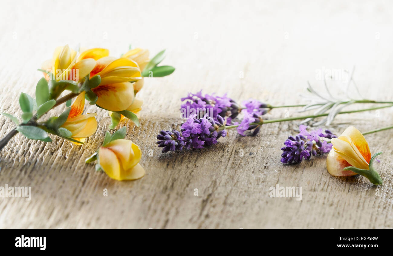 Honeybush, Cyclopia genistoides. Sprig with leaves and flowers arranged ...