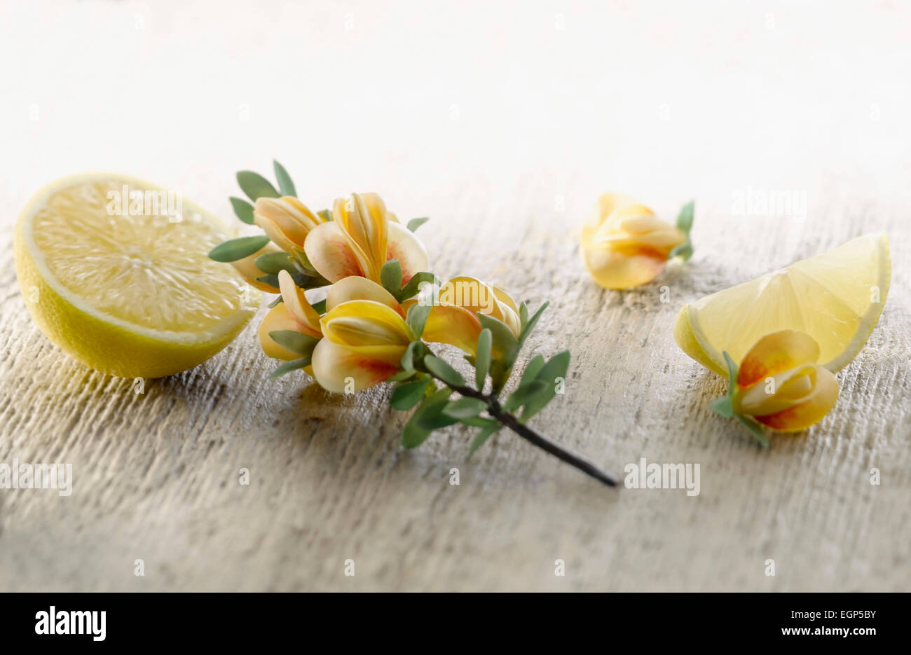 Honeybush, Cyclopia genistoides. Sprig with leaves and flowers arranged ...