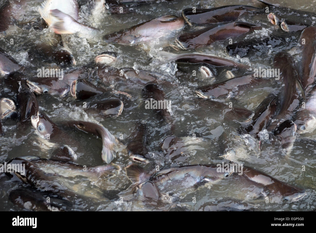 Fat fish face hi-res stock photography and images - Alamy