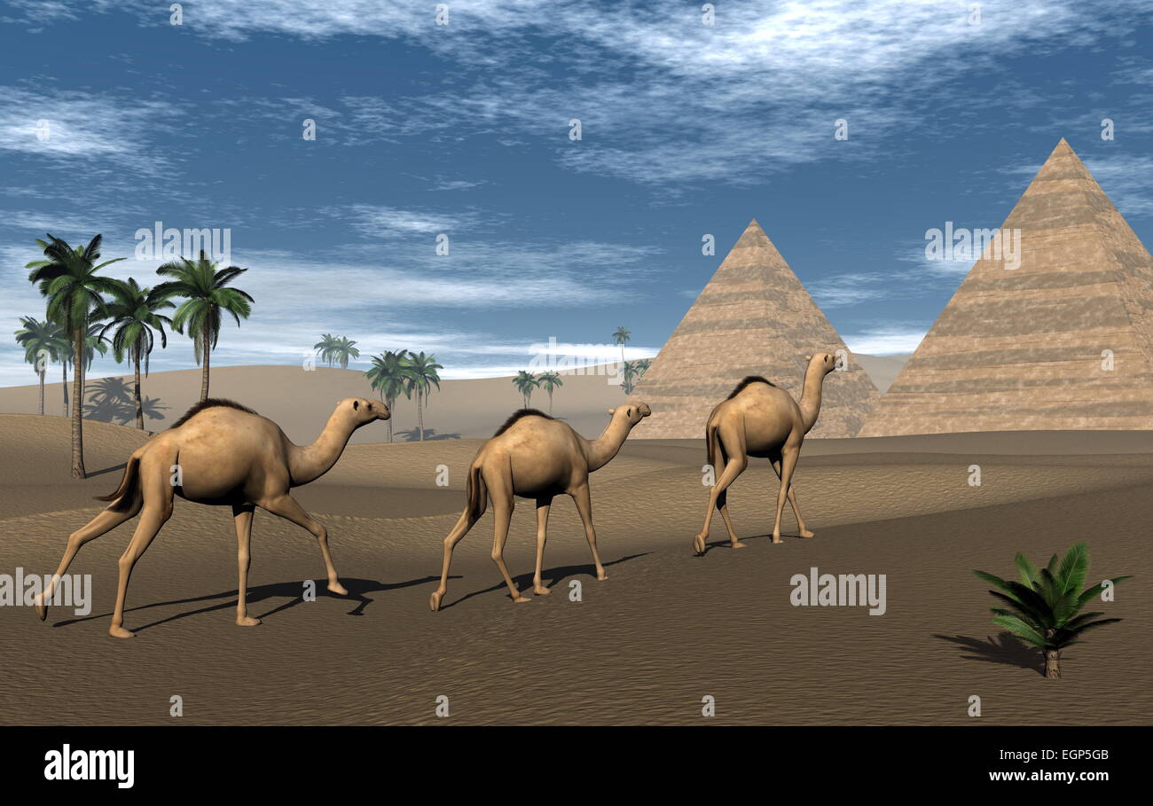 Three camels walking towards pyramids in the desert by day - 3D render ...