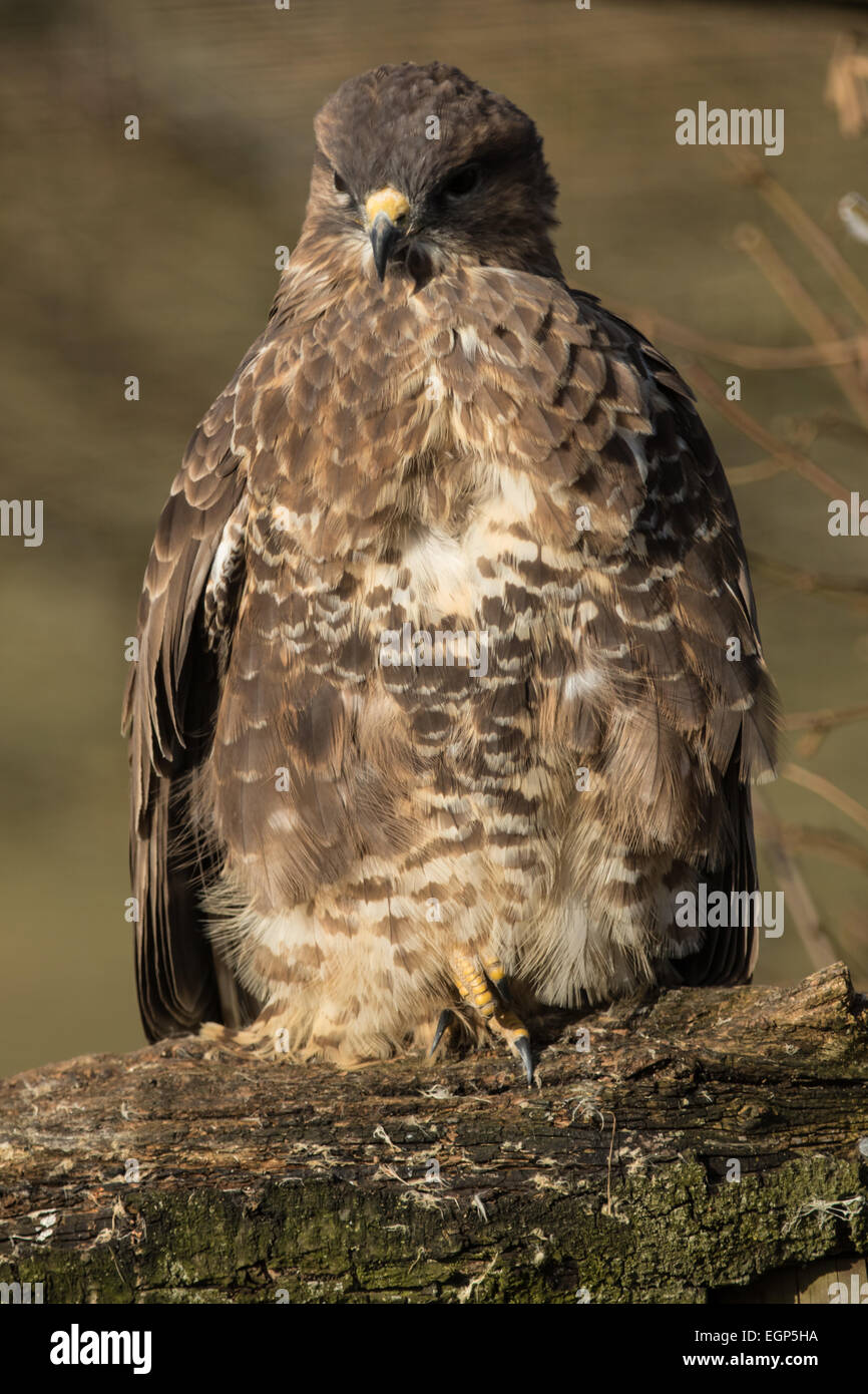 Common buzzard profile hi-res stock photography and images - Alamy