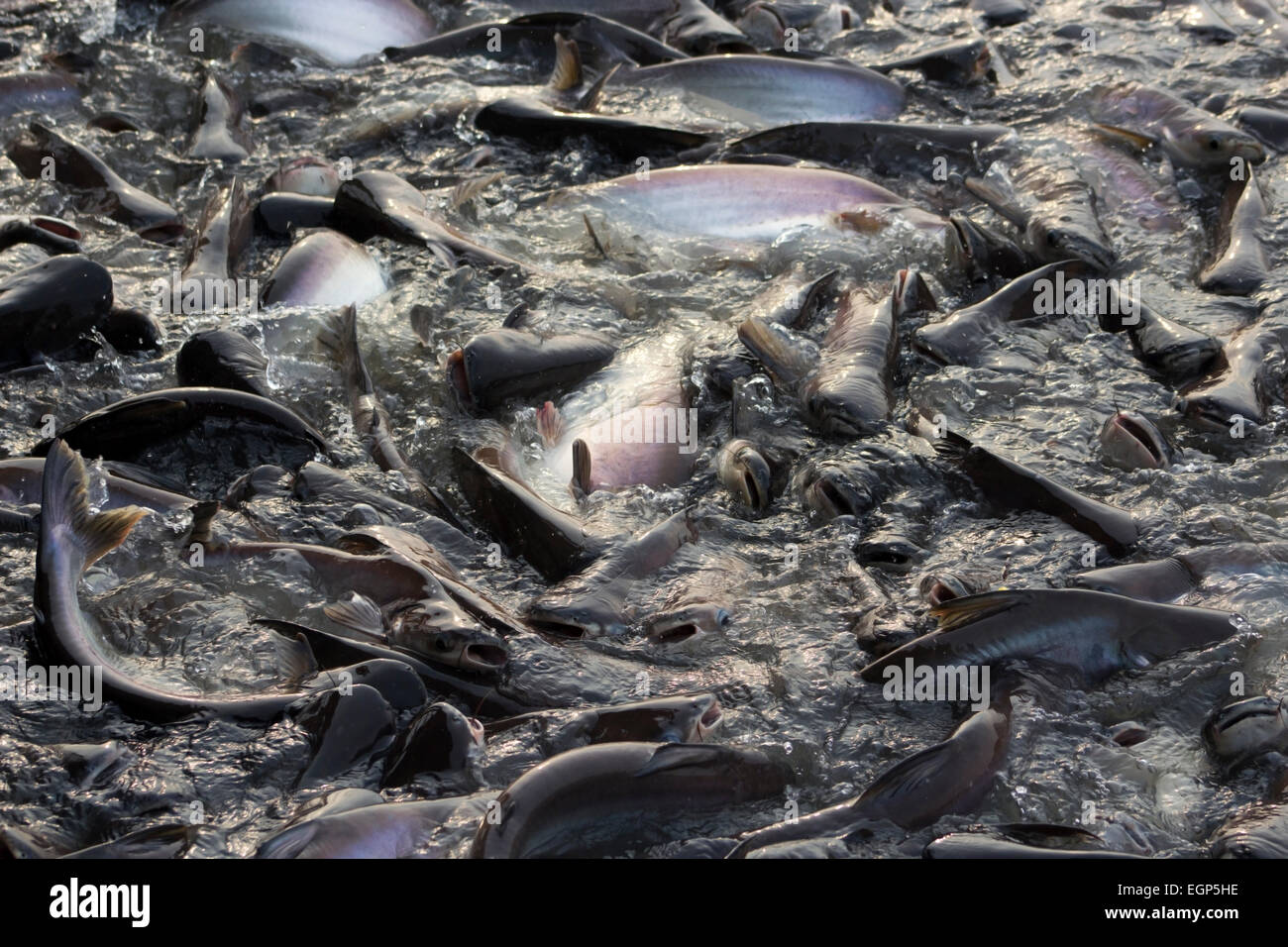 Catfish feeding frenzy in Thailand Stock Photo - Alamy