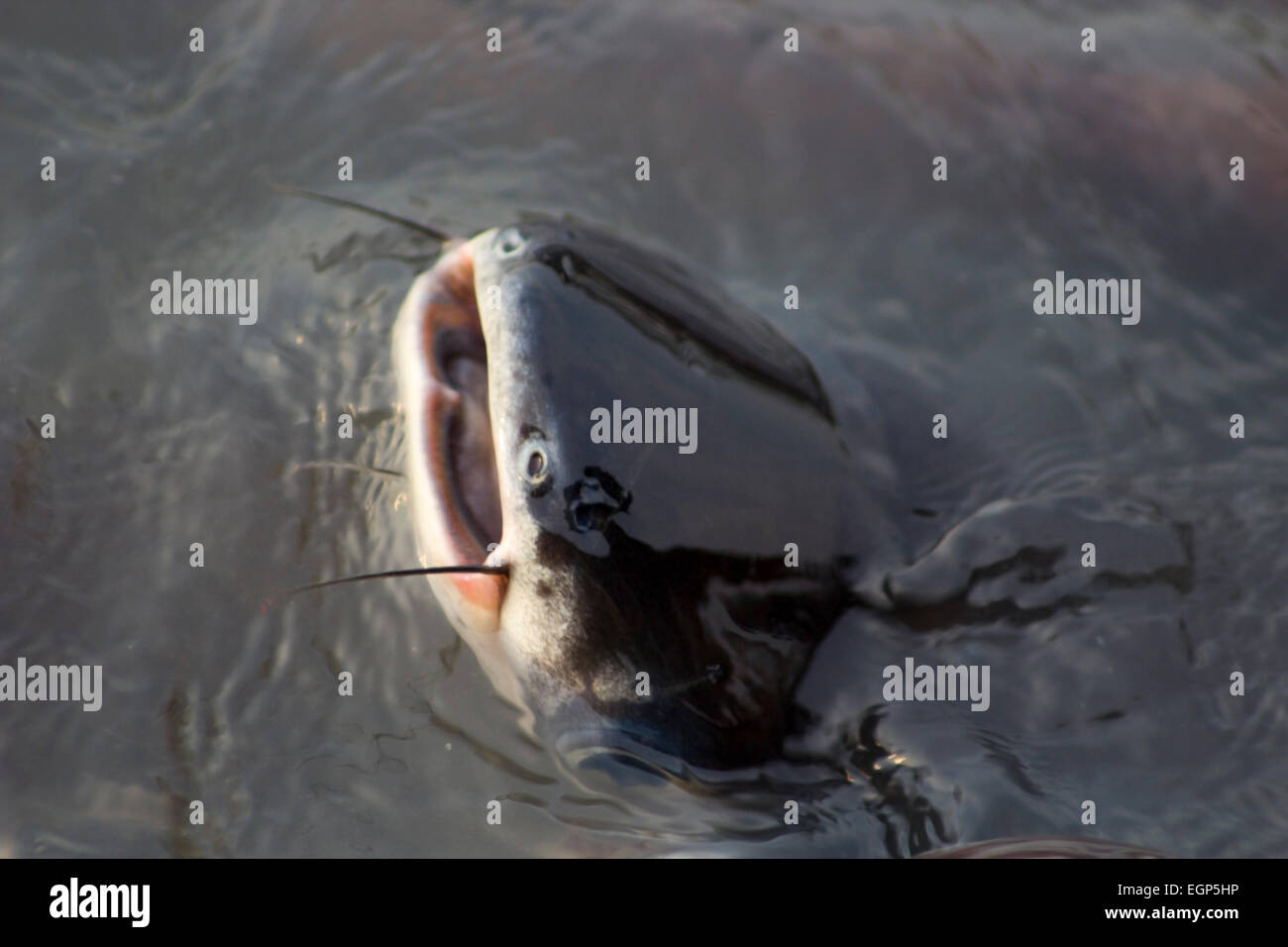 Fish feeding in groups hi-res stock photography and images - Alamy