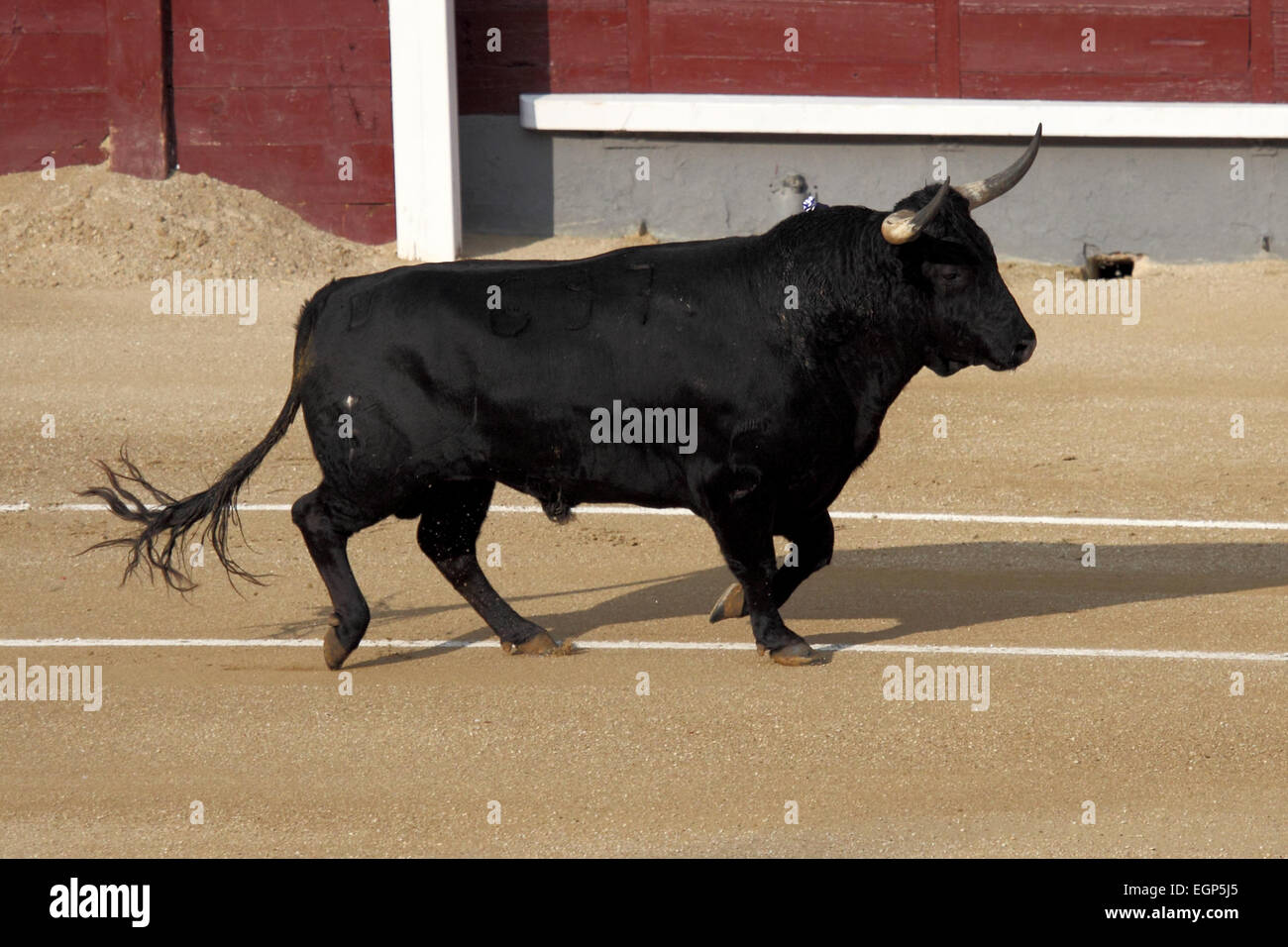 a spanish bull in the arena Stock Photo - Alamy