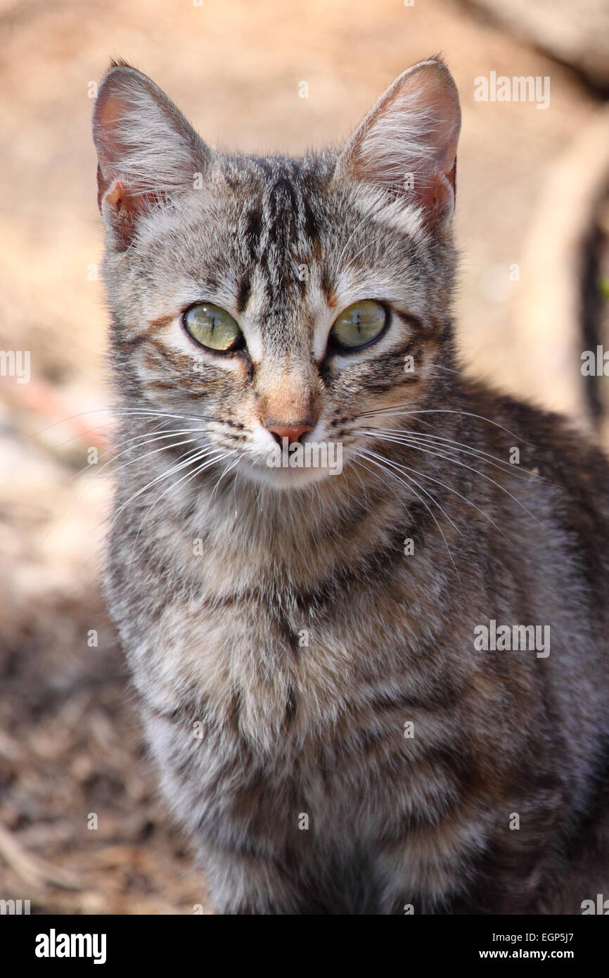 a wild cat walking Stock Photo - Alamy