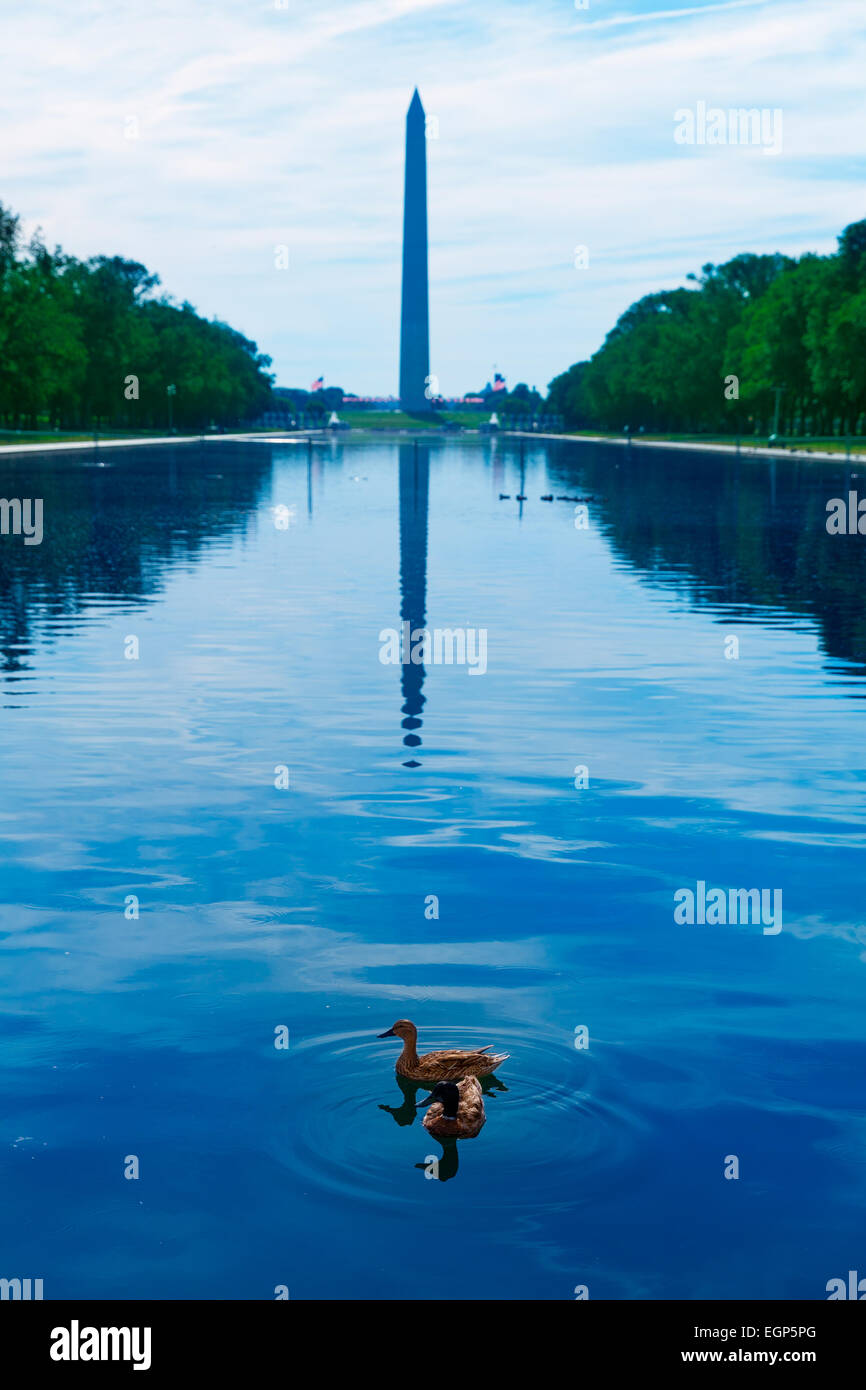 Washington Monument morning reflecting pool with ducks in US USA Stock ...