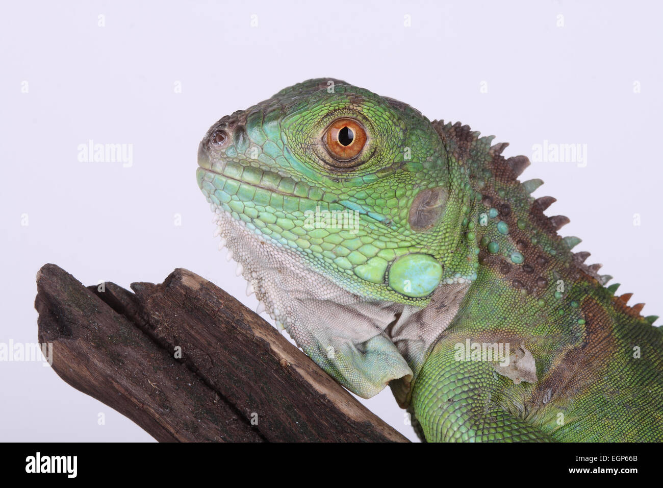 A great and beautiful green iguana Stock Photo - Alamy