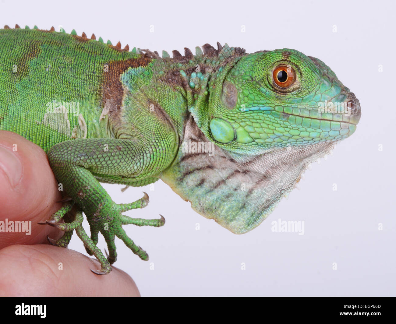 A great and beautiful green iguana Stock Photo - Alamy