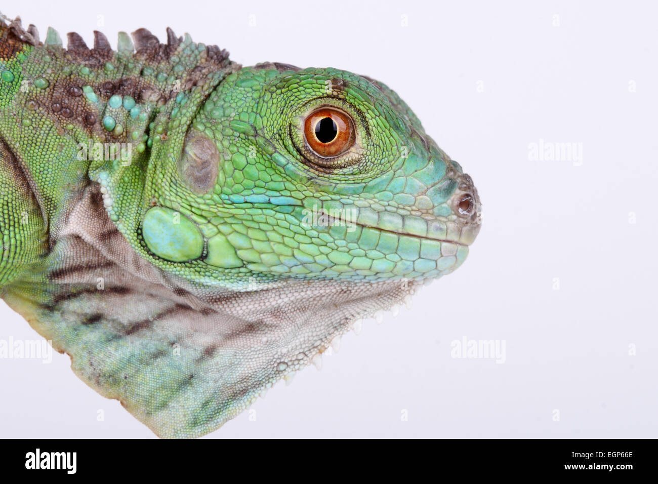 A great and beautiful green iguana Stock Photo - Alamy