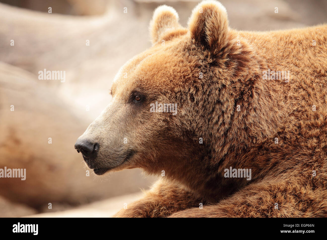 wild brown bear resting Stock Photo - Alamy