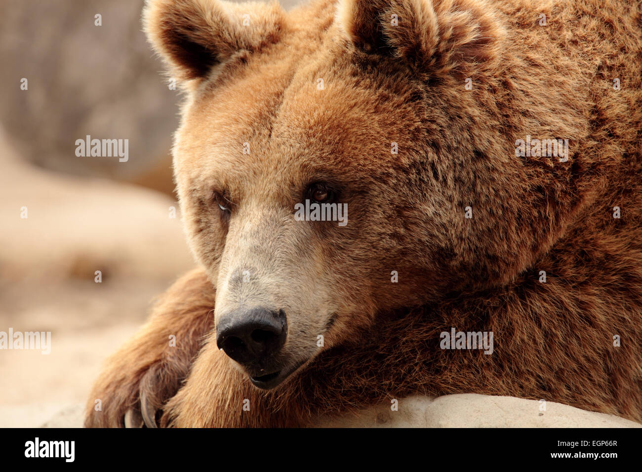 wild brown bear resting Stock Photo - Alamy