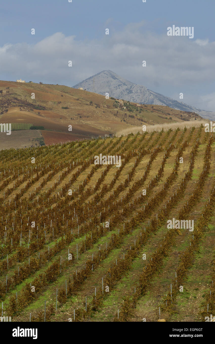 vineyard on gentle slope in Etna region, Sicily Stock Photo - Alamy