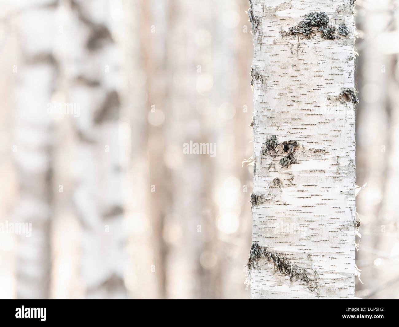 Pure white birch trees hi-res stock photography and images - Alamy