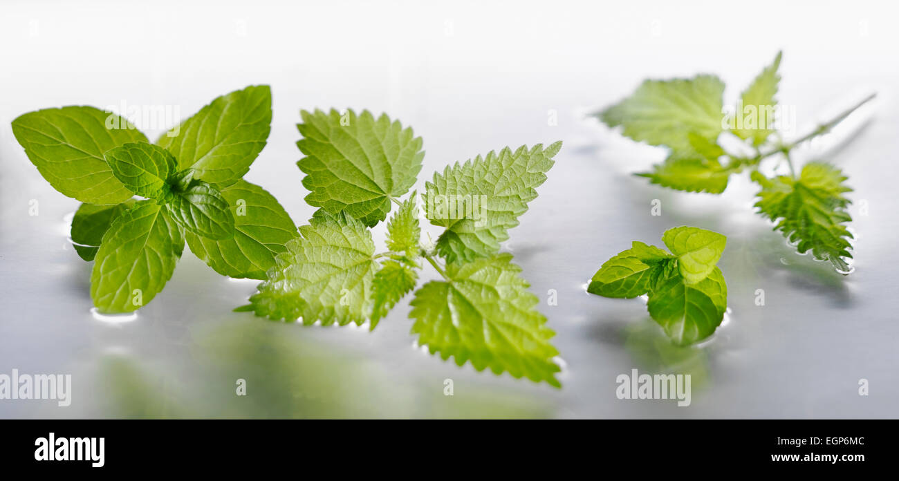 Sprigs of peppermint hi-res stock photography and images - Alamy