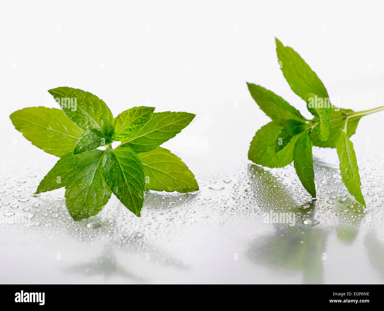 Mentha piperita hi-res stock photography and images - Alamy