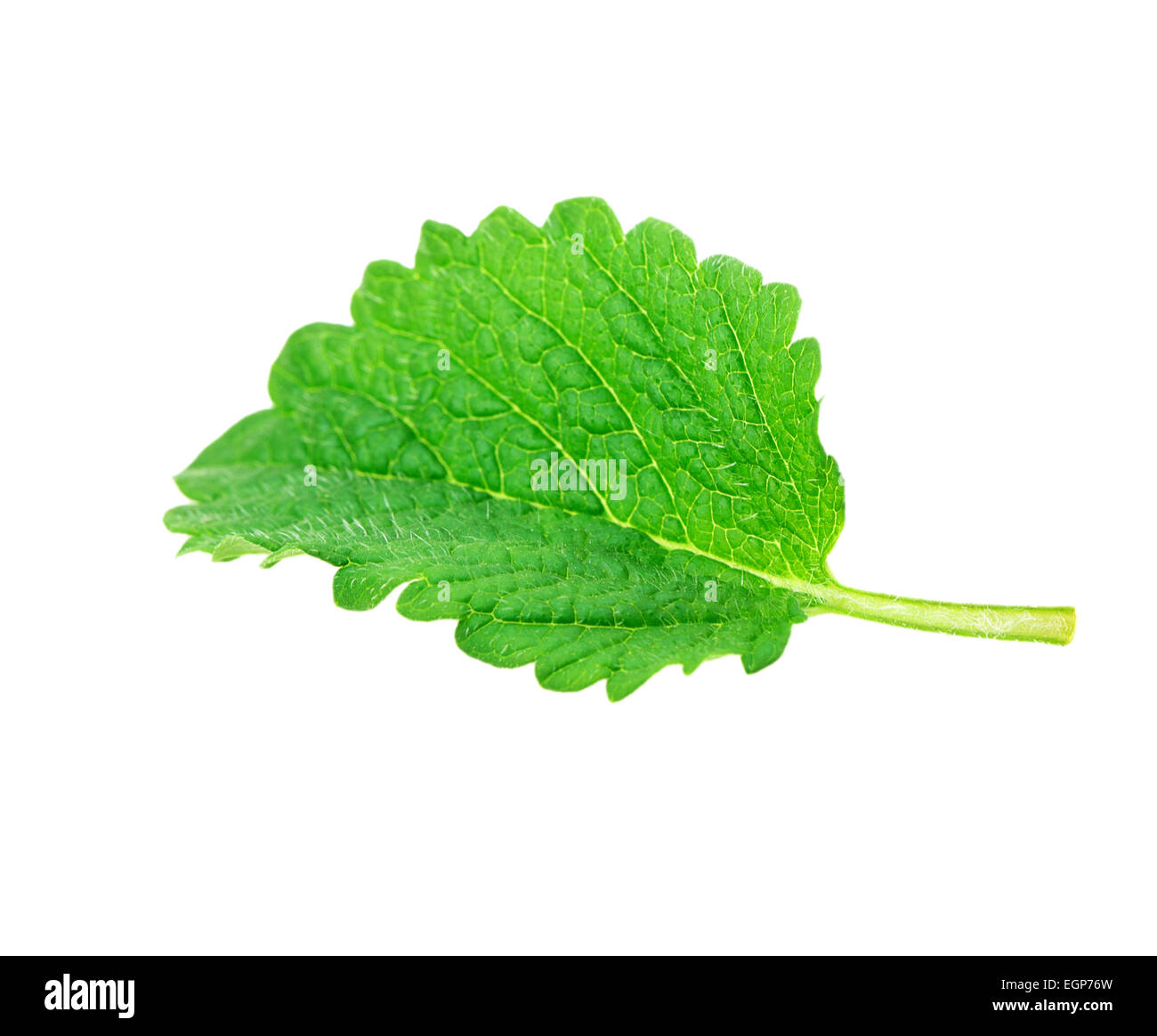 mint, lemon balm isolated on white background Stock Photo - Alamy