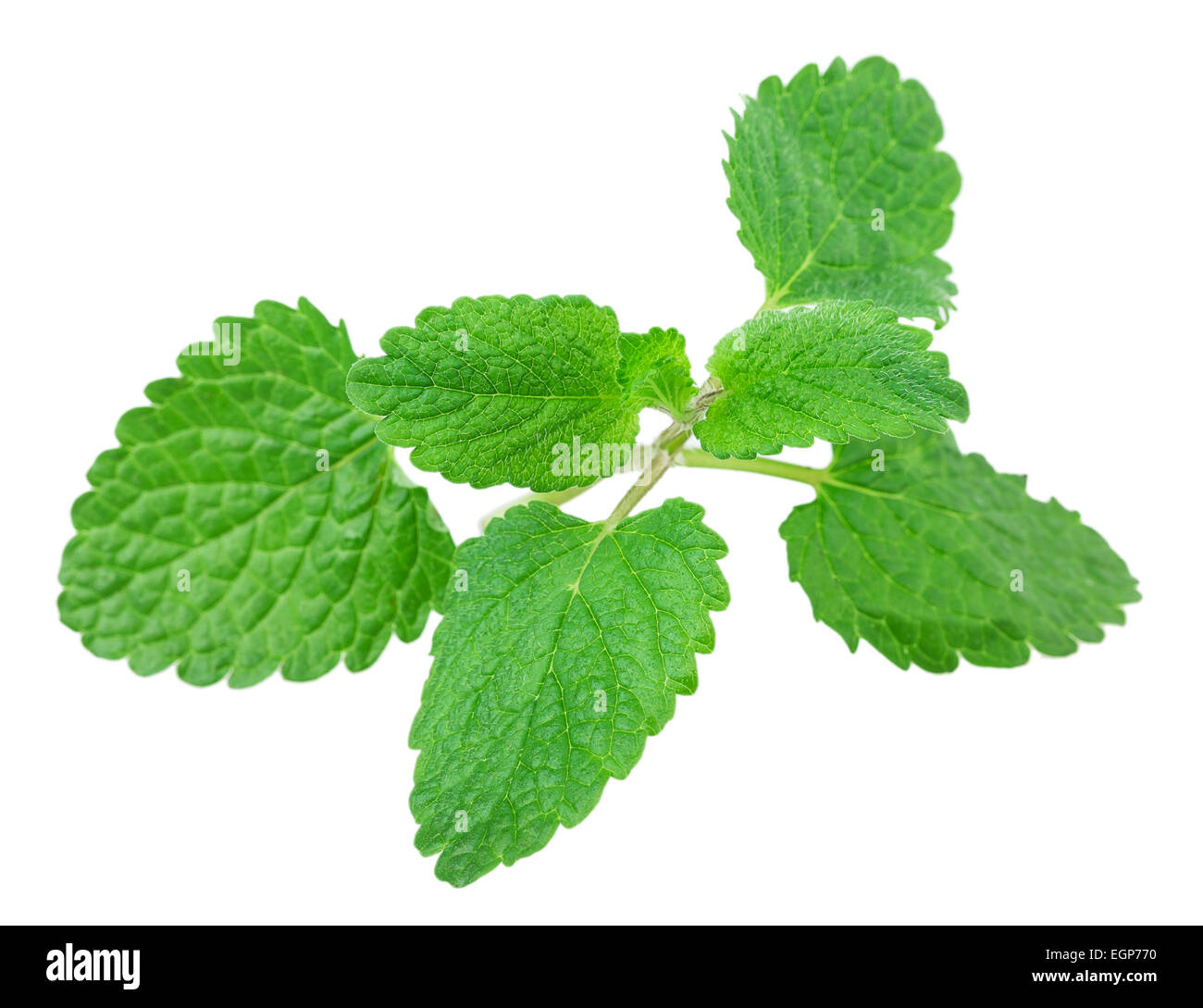 lemon balm, mint isolated on white background Stock Photo - Alamy