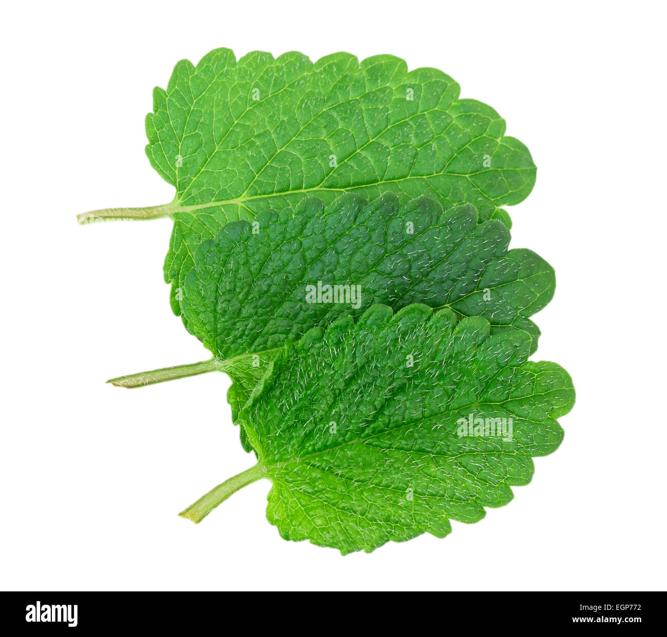lemon balm, mint isolated on white background Stock Photo - Alamy