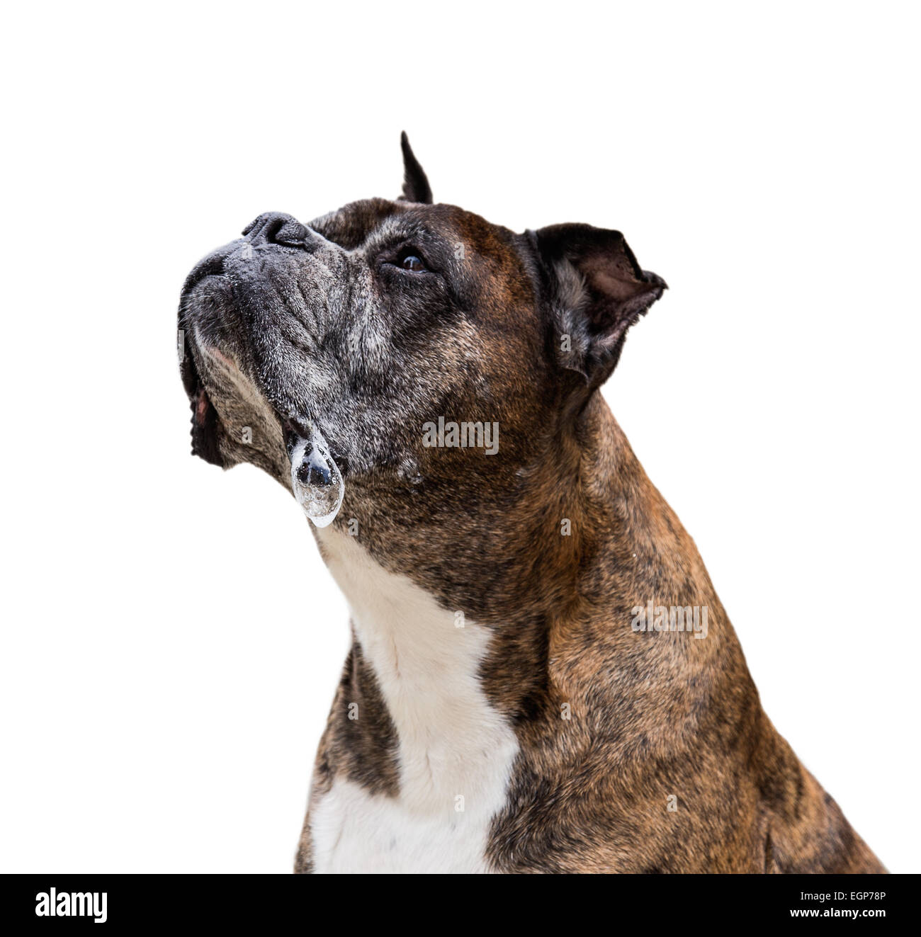 old boxer dog Stock Photo - Alamy