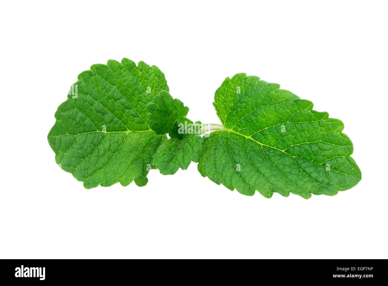 mint, lemon balm isolated on white background Stock Photo - Alamy