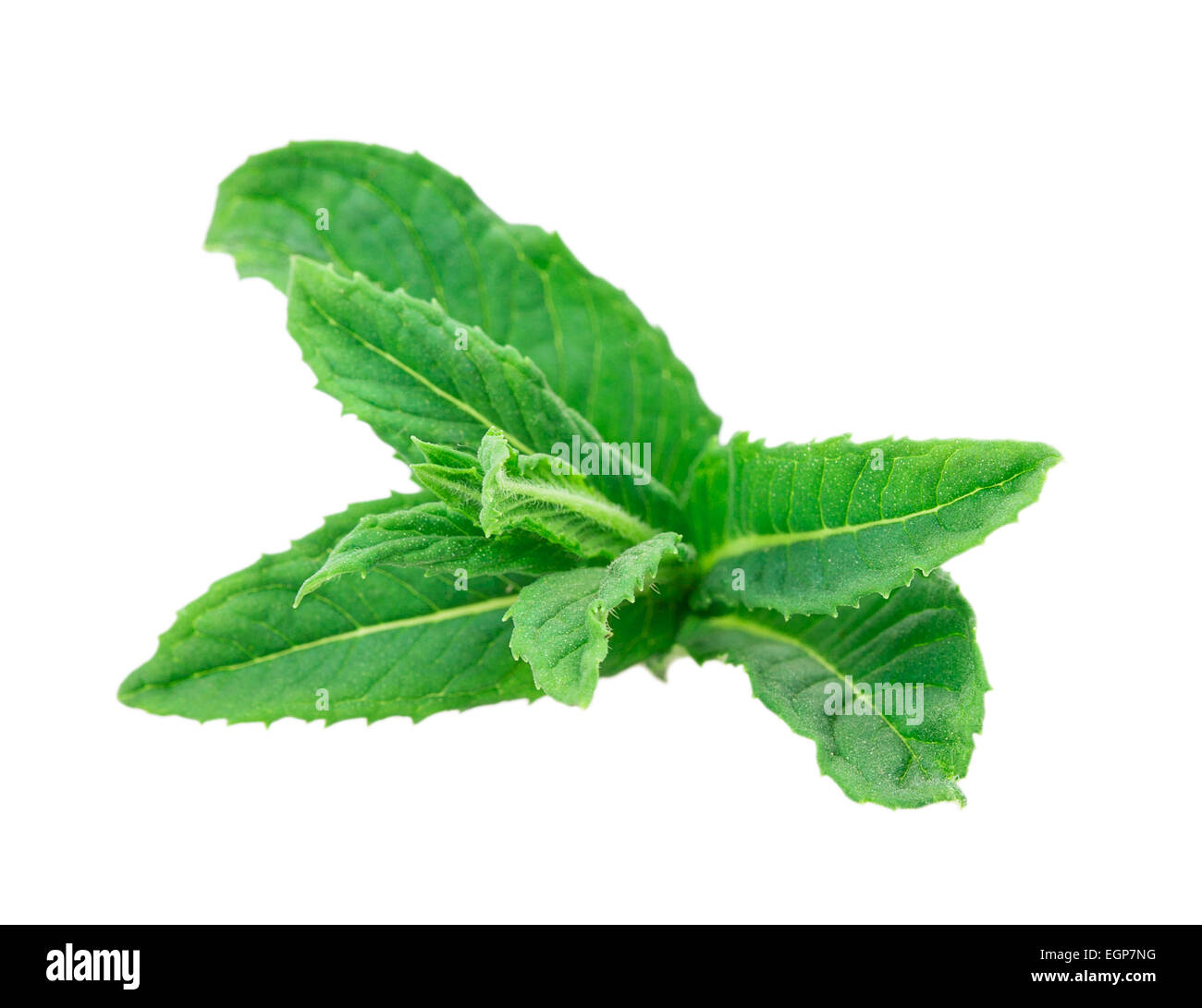 mint, lemon balm isolated on white background Stock Photo - Alamy